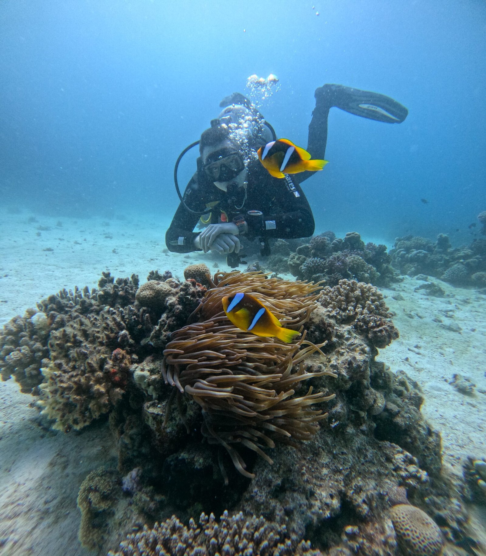 Daily Diving Trip in Hurghada - White Whale Divers